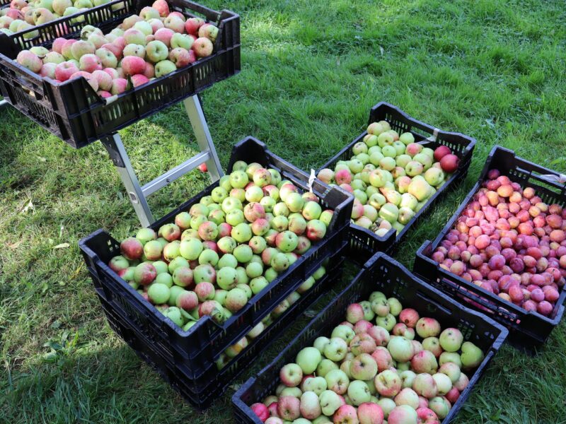 Gör äppelmust hemma med fruktkross och fruktpress - Sara Bäckmo