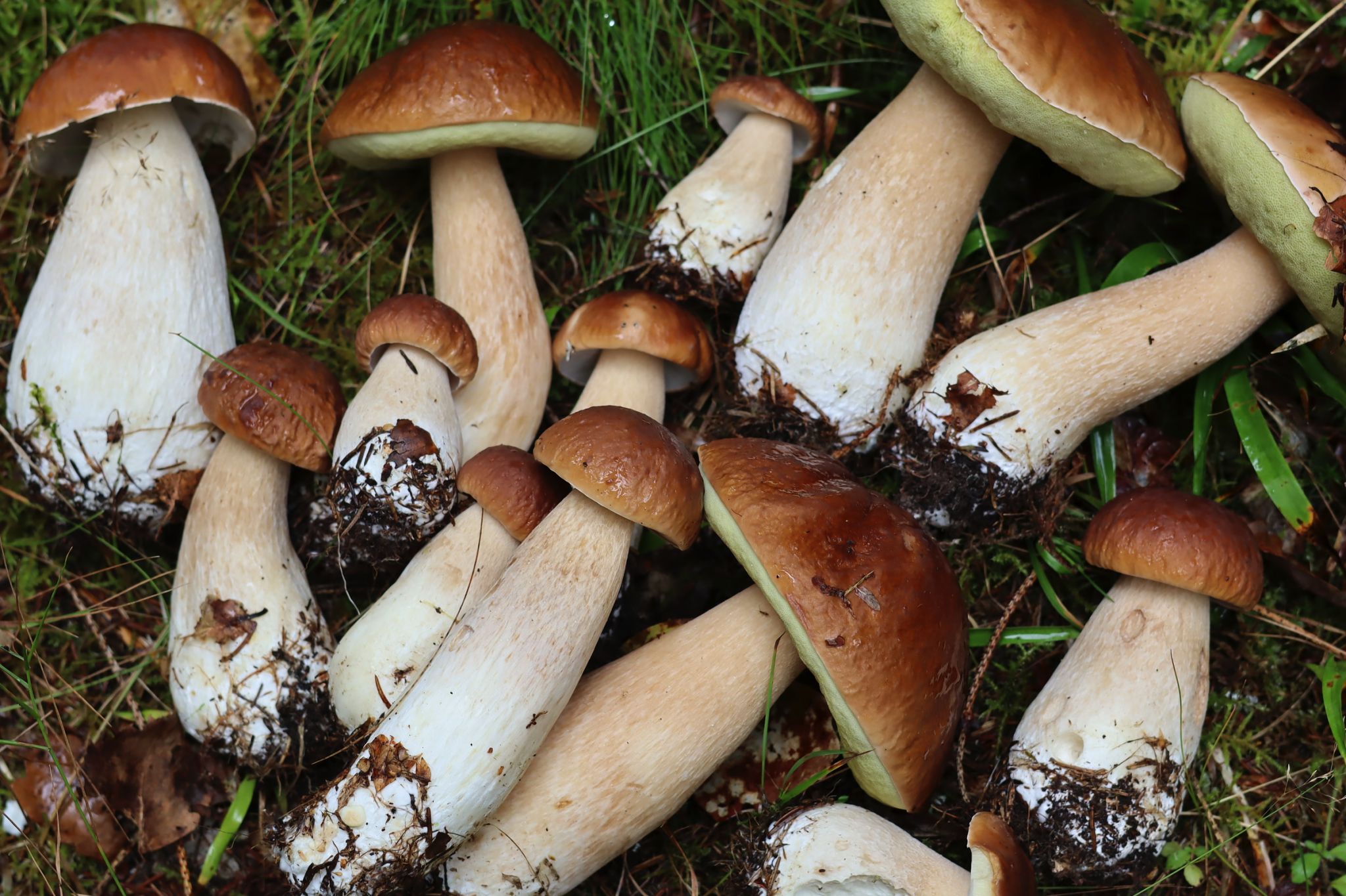 Spara med Sara: Plocka gratis svamp i skogen - Sara Bäckmo