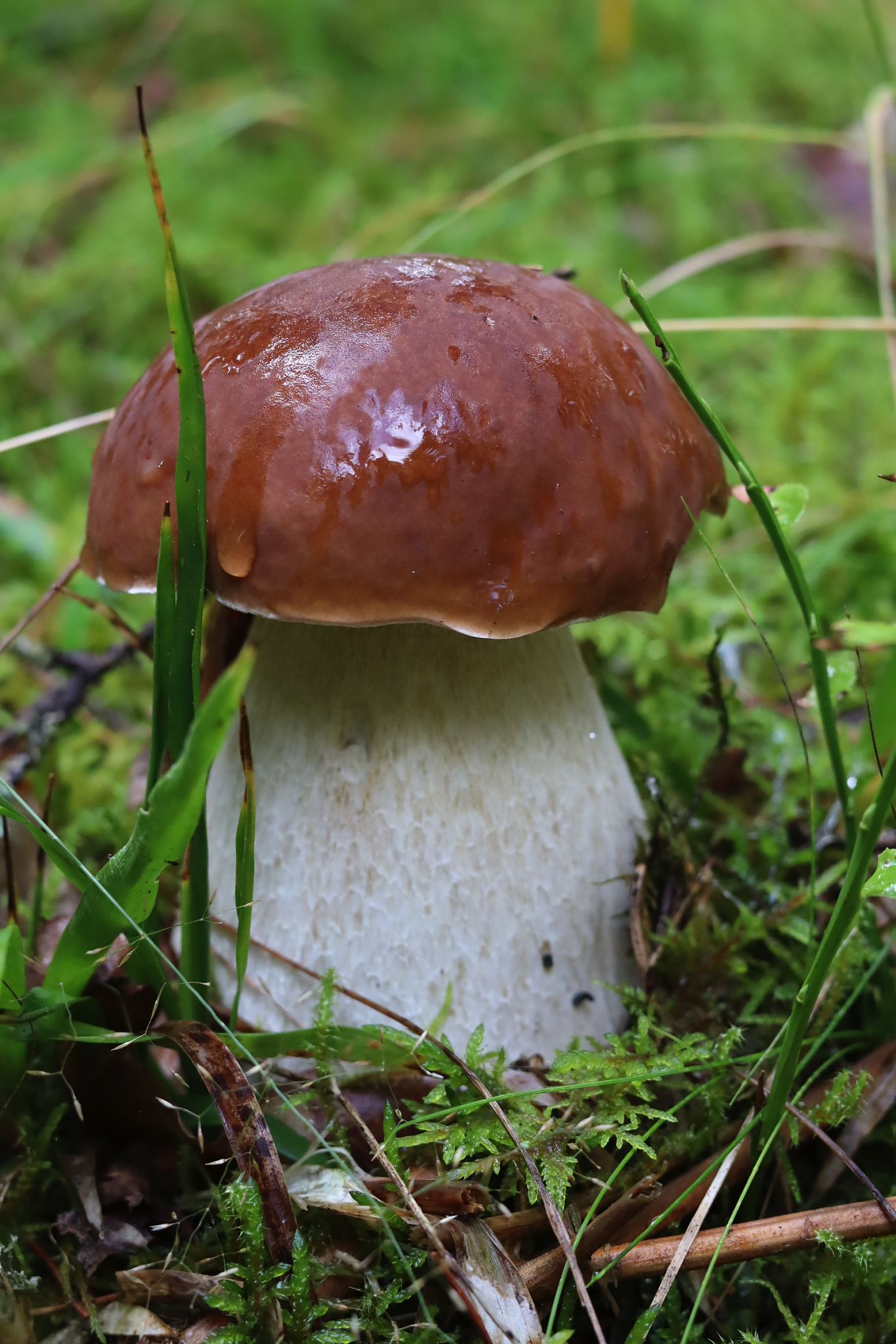 Spara med Sara: Plocka gratis svamp i skogen - Sara Bäckmo
