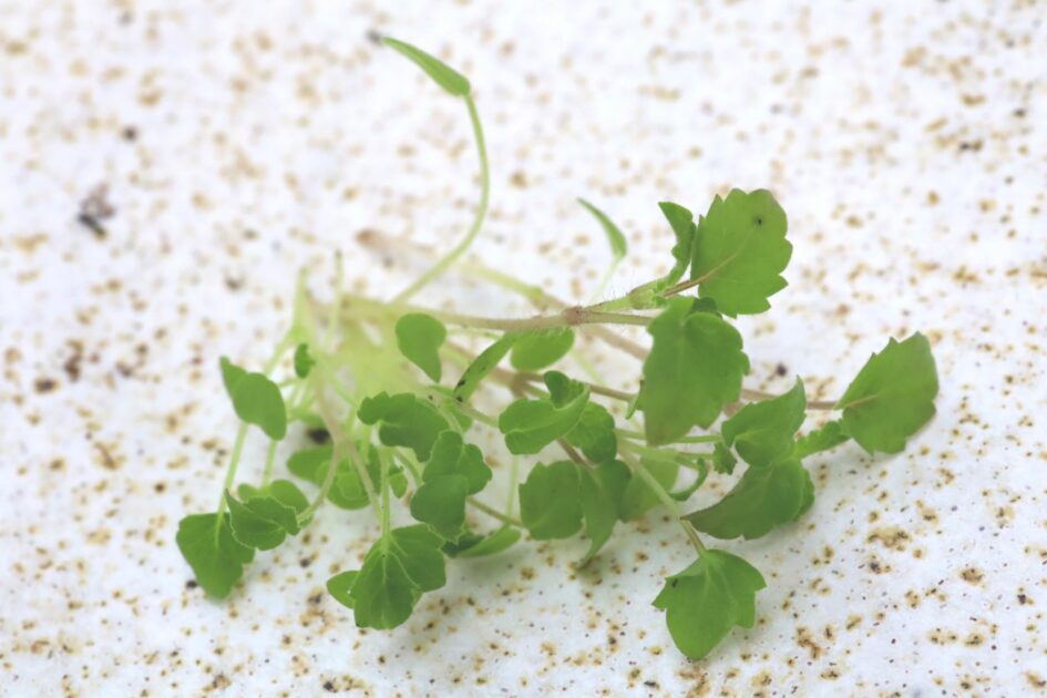 sarabackmo_atsina_cress - Sara Bäckmo